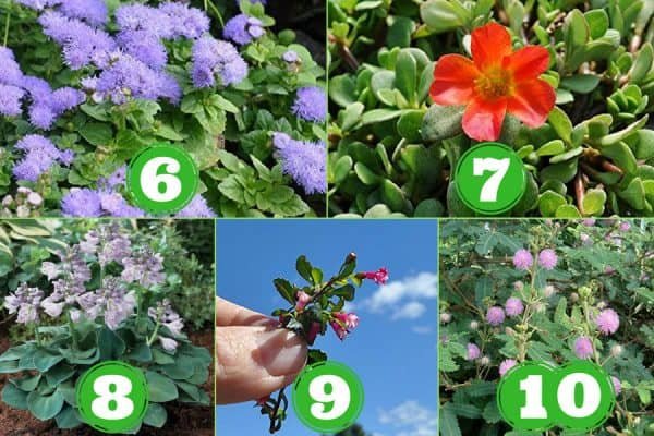 10 Miniature Flowering Plants for a Blossoming Fairy Garden
