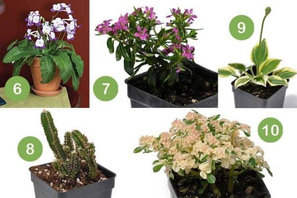 10 Cutest Small Fairy Garden Plants - Teelie's Fairy Garden